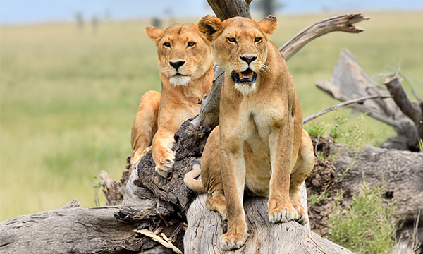 Safari in Tanzania | Jambo